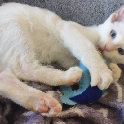 Catnip Narwhal Catnip Toy Cat Toy Narwhal Cat Toy Cosmic - Etsy