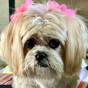 Plain DOG BOWS Tulle Dog Bows Grooming Dog Topknot Bows - Etsy