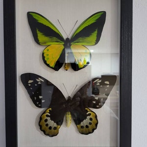 Real Atlas Moth Shadow Box Frame Framed Attacus Atlas Moth - Etsy