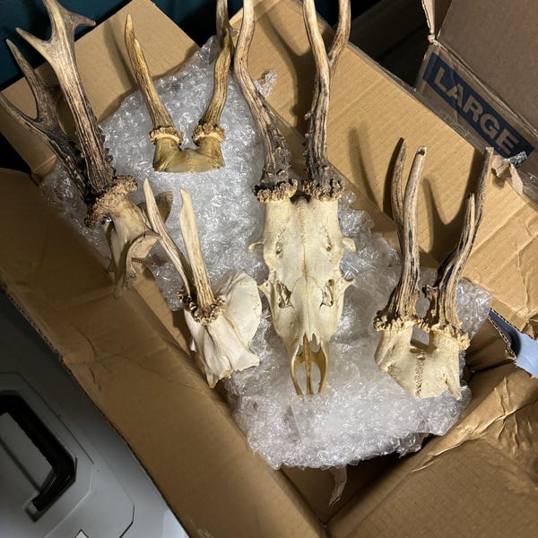 Random White Roe Deer Antler capreolus Capreolus European Species ...