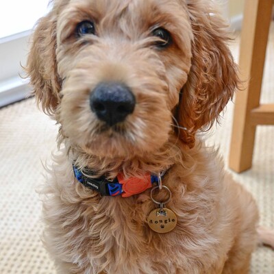 Personalised Dog Tag help Me Find My Humans Handmade Stainless Collar ...