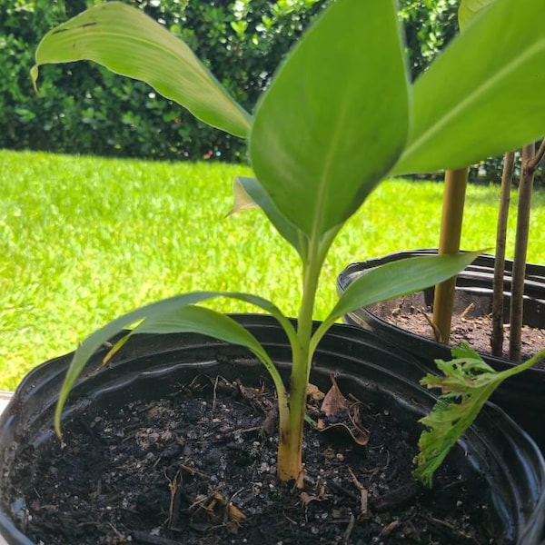 Athens Blue Princess Glory Bush Plant~~tibouchina Urvilleana~small ...