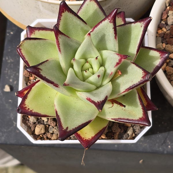 Echeveria 'red Coral' , Rare Live Succulent - Etsy