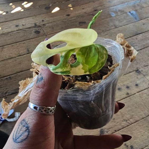 Monstera Adansonii Albo Cutting, Monstera Adansonii Albo Rooted Plant ...