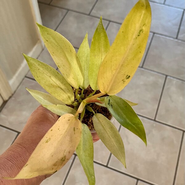 US Seller Rooted Philodendron Whipple Way Nice Variegation May-5 ...