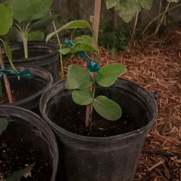 Tromboncino Rampicante Huge Italian Heirloom Zucchini Squash Vegetable ...