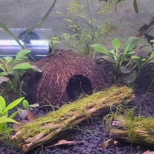 X2 Subwassertang Moss on Cholla Wood Shrimp Hideout & Betta Aquarium ...