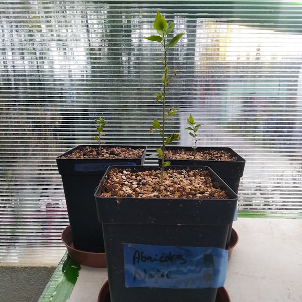 The Pink Koshu Grapes of Japan (yamanashi ) > 7 Fresh Seeds , Already ...