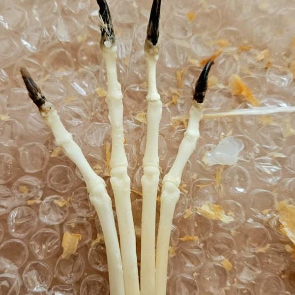 1PCS Real Fox Feet Articulated Bones Claws Paws Taxidermy Gift ...
