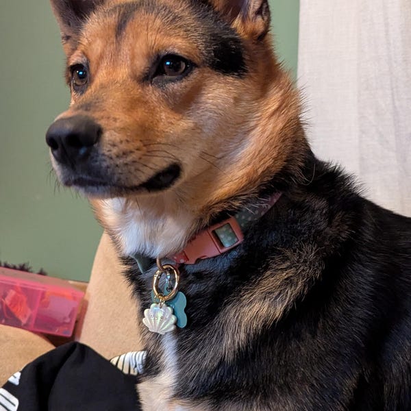 Checkered Pet Tag, Green and White Dog Tag, Custom Pet Tag, Clay Tag ...