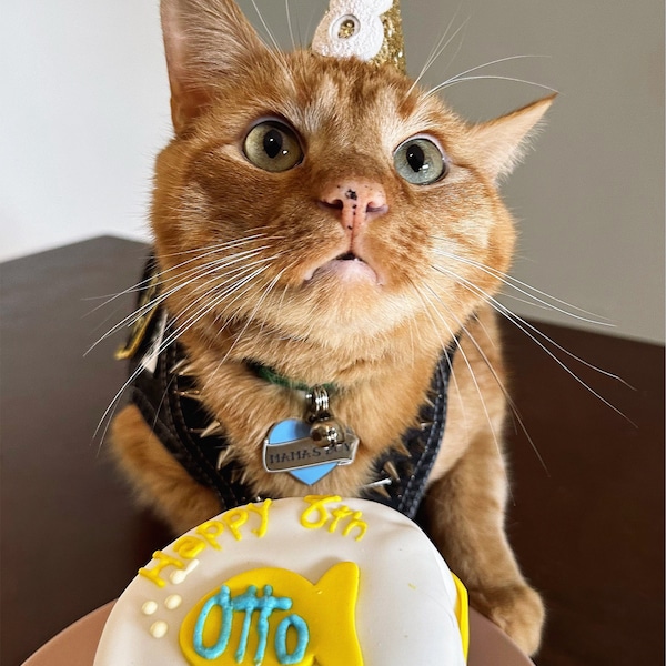 Pet Party Hat | Mini Cat Birthday Party Hat | Mini Cat Party Hat | Dog ...