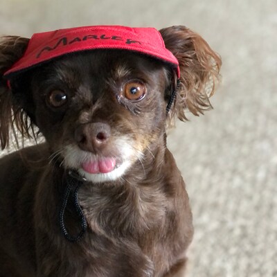 Custom Pet Hat 5 Famous Fonts to Choose From Pet Base Ball Cap Dog Cap ...