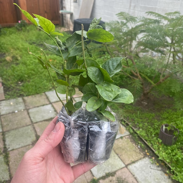 Royal Intenz Magnifica Medinilla Plant~~live Well Rooted Starter Plant ...