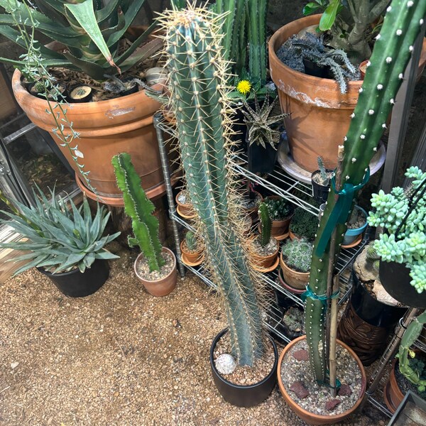 Ty Beanie Babies Snip the Siamese Cat,collectible Beanie Babies,cute ...