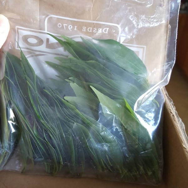 Theobroma Cacao Amelonado/forastero Live Rooted Plant Tree - Etsy