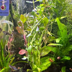 Hygrophila Salcifolia hygro. Blue BUY3GET1FREE Live - Etsy