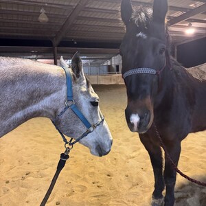 4-knot Rope Halter - Weanling Size- With or Without Lead Line ...