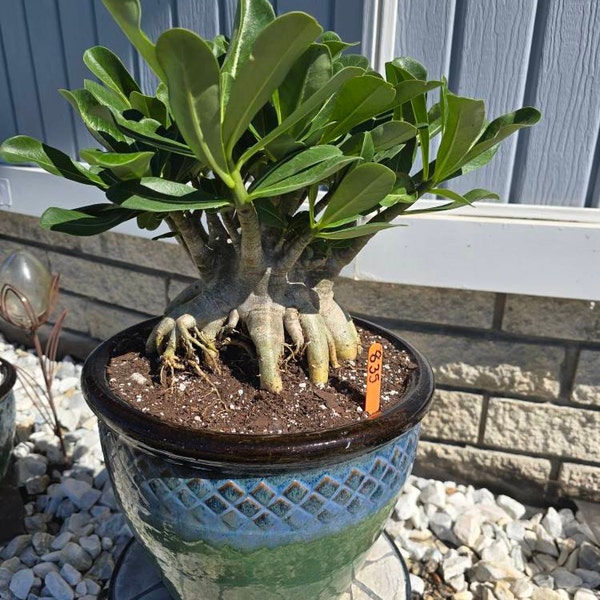 Adenium Arabicum 4 Ways 'green Mind Hybrid' 3.5 Pot A4, Exotic Bonsai ...