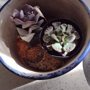 Blue Glow Agave 3 Gallon Live Succulent Plant Cactus Indoor Plant ...