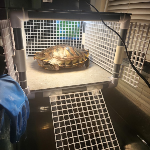 Tank Topper Turtle Dock! Sits on Top of Your Aquarium and Fits 12-13 ...