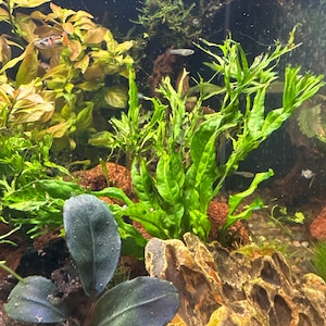 BUY 2 GET 1 FREE Java Fern Windelov Microsorum Pteropus Live Aquarium ...