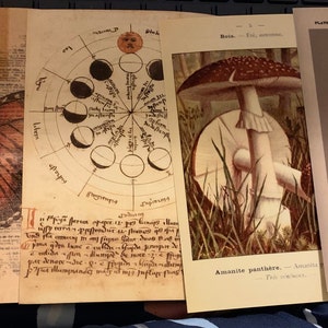 Vintage Nature Botanical & Astronomy Chart Images Aesthetic | Etsy