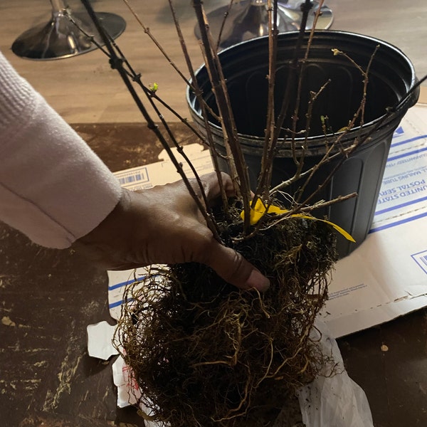 Gold Rush & Yellow Delicious Apple Tree Package - Etsy