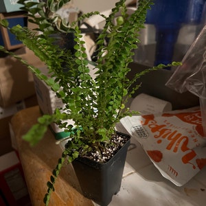 Begonia monica | Etsy