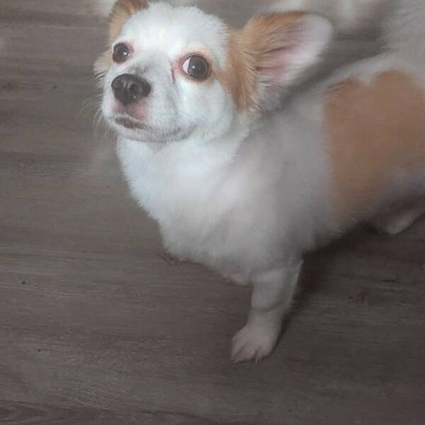 Extreme Hex Spell 12 Demons - Etsy