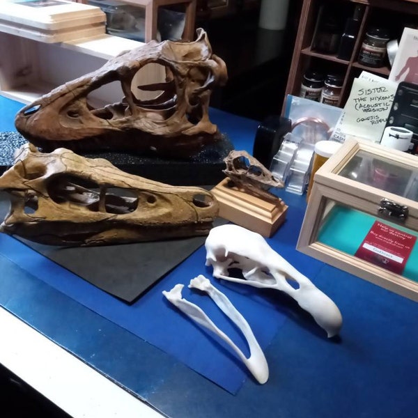 Puma or Mountain Lion Skull Replica (museum Quality) - Etsy