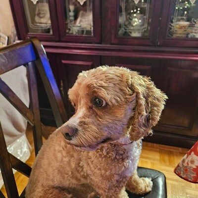 Employee Work Schedule Template,employee Weekly Schedule Editable ...