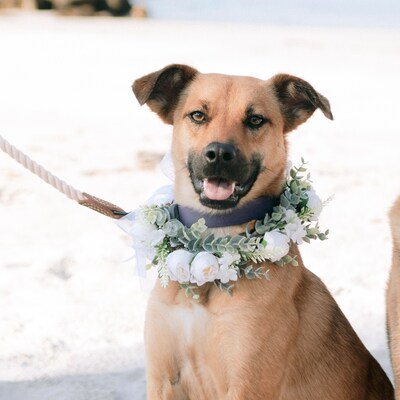 Dog Wedding Flower Collar, Faux Greenery and Silk Flowers Wedding ...