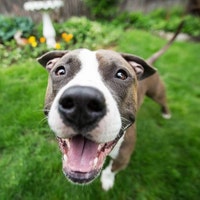 The Human Nervous System, Fight or Flight Response, Human Brain Anatomy ...