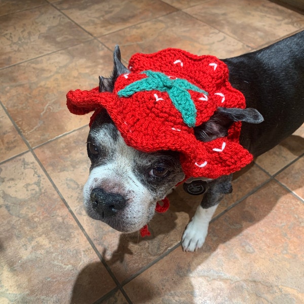 Matching Crochet Human + Dog Hats - W/ FREE Mini Sketch Portrait of ...