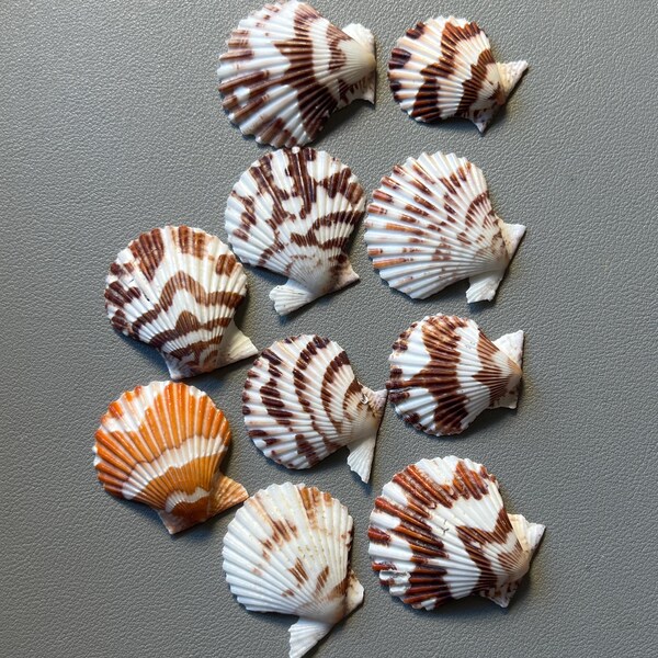 Tan Marginallas-white Sea Shells-craft Seashells-small Seashells Bulk ...