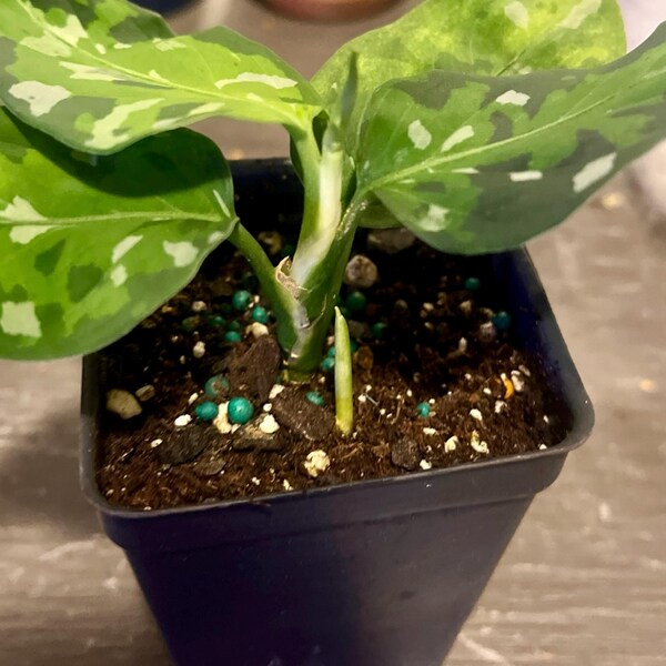 3” Aglaonema Tricolor Pictum Pot - Rare Plant - Camouflage Foliage ...