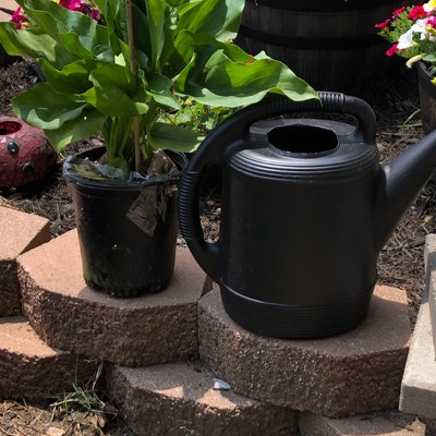 Giant Calla Lily zantedeschia 1 Feet Tall 1 Gallon Poy - Etsy