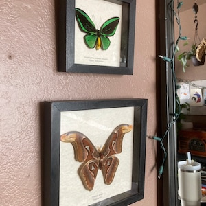 Real Tiny Eastern Tailed Blue Butterfly Framed Taxidermy - Etsy