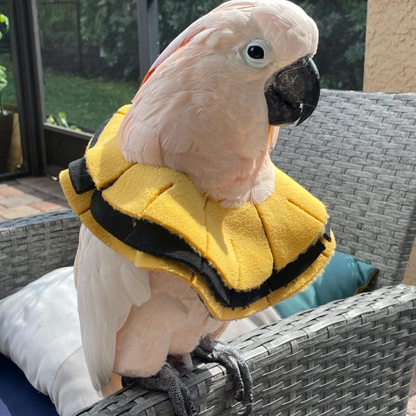 Vest E-collar Jacket for African Grey Parrots That Pluck & Pick ...