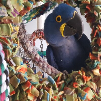 12 Fleece Bird Snuggle Wreath Swing Parrot/ferret/sugar Glider Cuddle ...