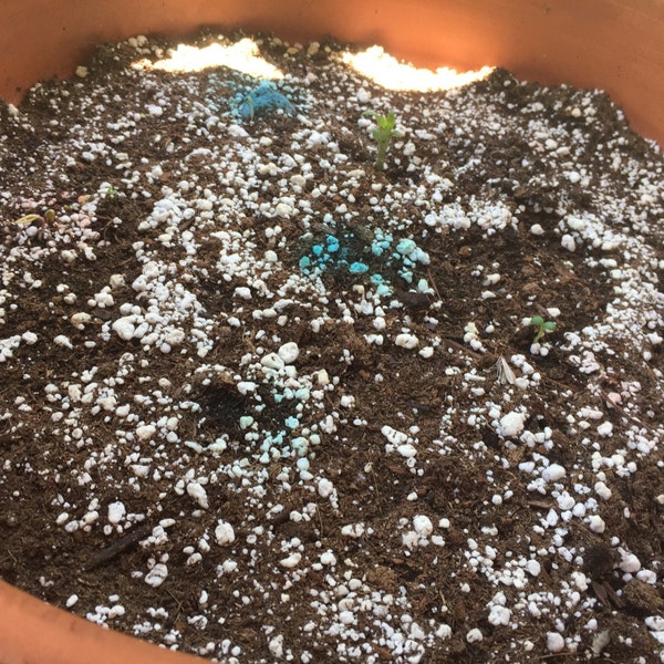 Wildflower Seed Bomb Box. Gardening Gift. Seed Bombs. Recycled ...