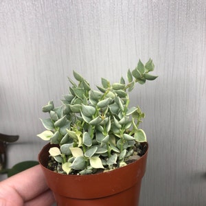 Mini Joshua Tree Succulent 4 Pot Thick and Full Sedum - Etsy