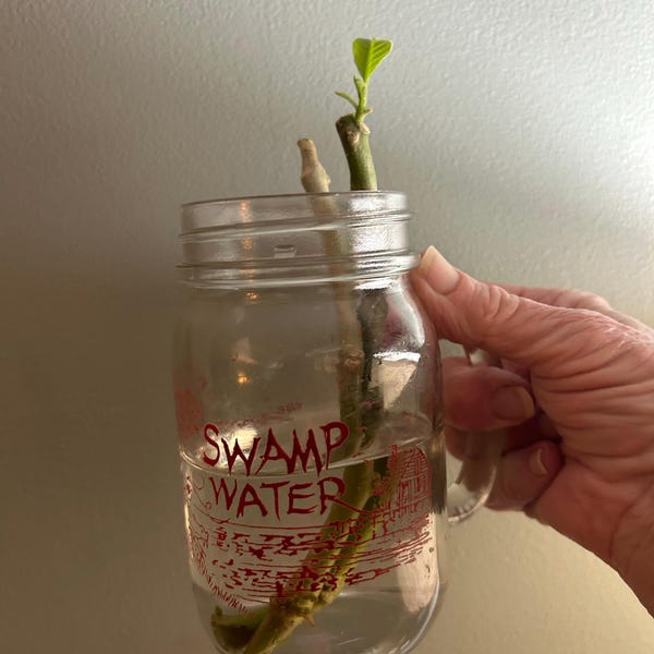 Pina Colada Mango Tree - Live Plant Ships Within a Week!!! No Shipping ...