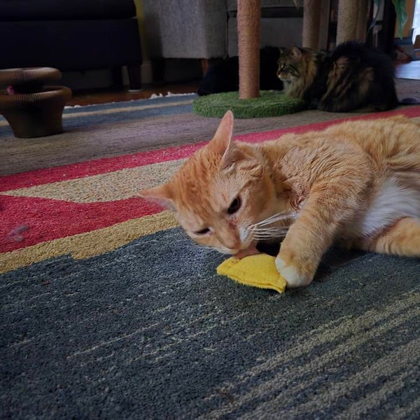 Marinated Catnip Toys for Cats Catnip Stuffed Raviolis/toys for Cats ...