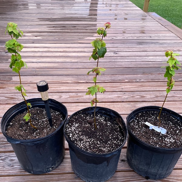 RED MAPLE TREE, Beautiful Live Shade Tree, Lovely Red Fall Colors ...
