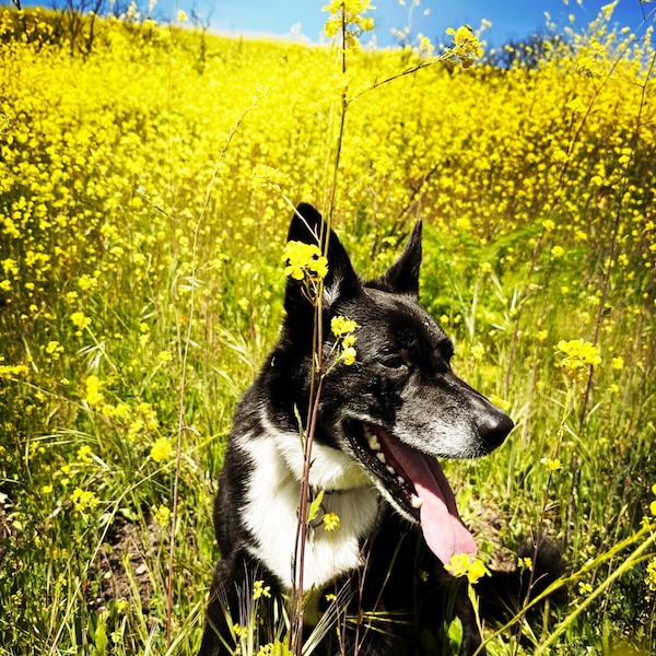 UGLY Bells for Pet Collar Chipped Jingle Bell for Cat Collar Character ...