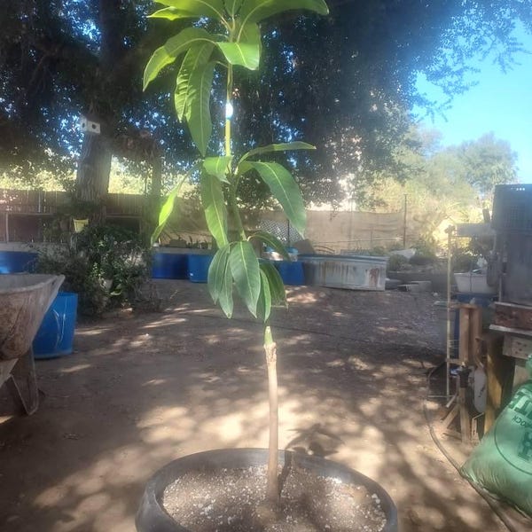 Giant Grafted Rapoza Mango Live Fruit Tree (3-4ft) (MANGIFERA Indica ...