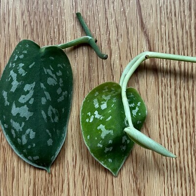 Rare Pothos Cuttings Mix Marble Pothos / Heart Leaf Philodendron ...