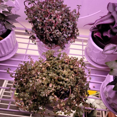 Scented Geranium Topiary Braid or Twist in a 6 Pot - Etsy