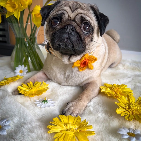 Freda’s Forget Me Nots, Flower, Crochet Forget Me Nots, Blue Flowers ...